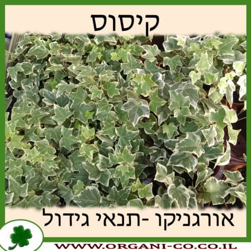 קיסוס - גידול - משתלת אורגניקו - תנאי גידול - Hedera
