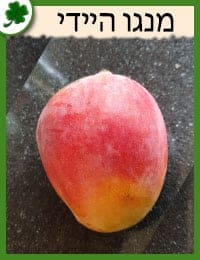 מנגו היידי עץ - אורגניקו