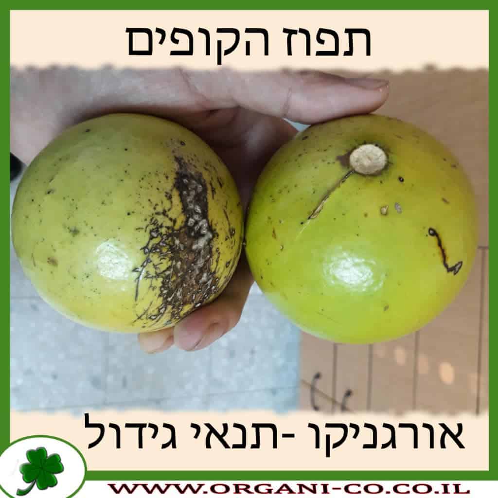 תפוז הקופים - גידול - משתלת אורגניקו - תנאי גידול - Monkey orange tree