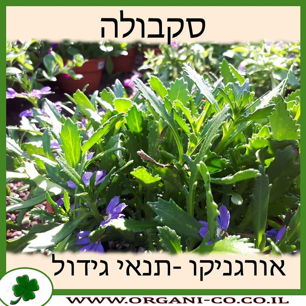 סקבולה דיאמונד - גידול - משתלת אורגניקו - תנאי - Scaevola Diamond